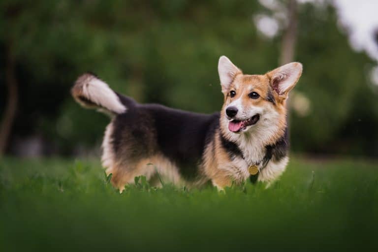 Tri Color Corgi: Everything You Must Know About the Adorable 3-Colored ...