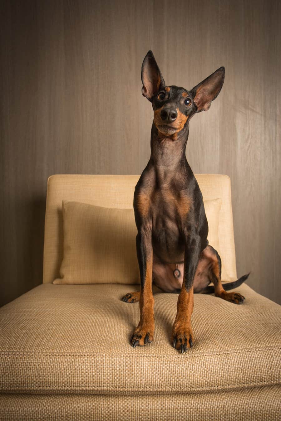 Chocolate Doberman: Loyal Family Dogs You'd Surely Love