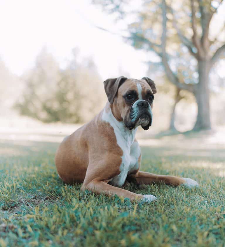 Brown Boxer: Pictures, Puppies and Mixed Breeds!