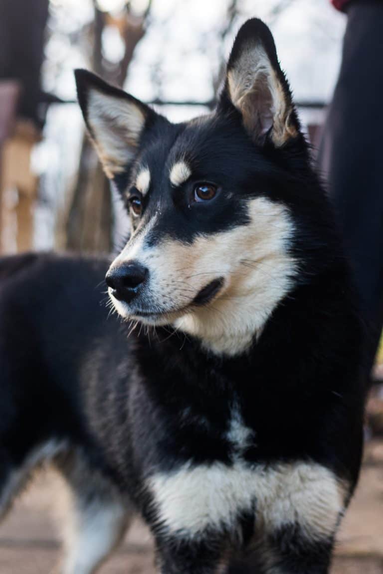 The Black Husky: Interesting Facts About This Dashing Breed