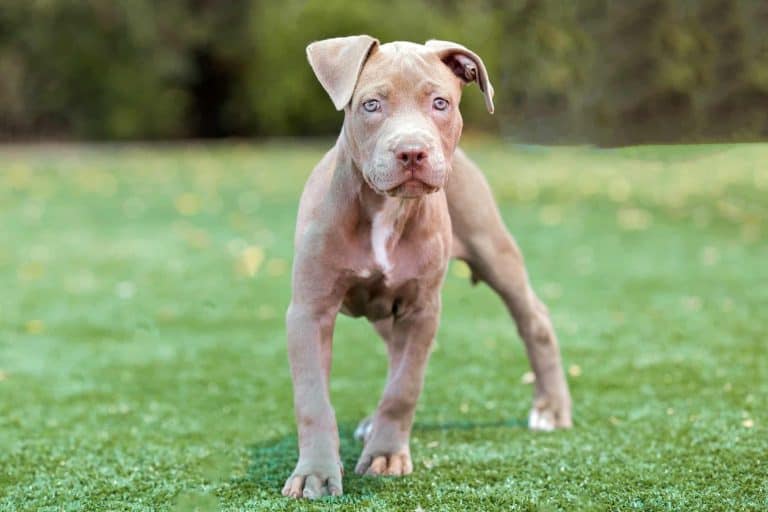 Lilac Pitbull: 8 Stunning Color Variations - BarkStory