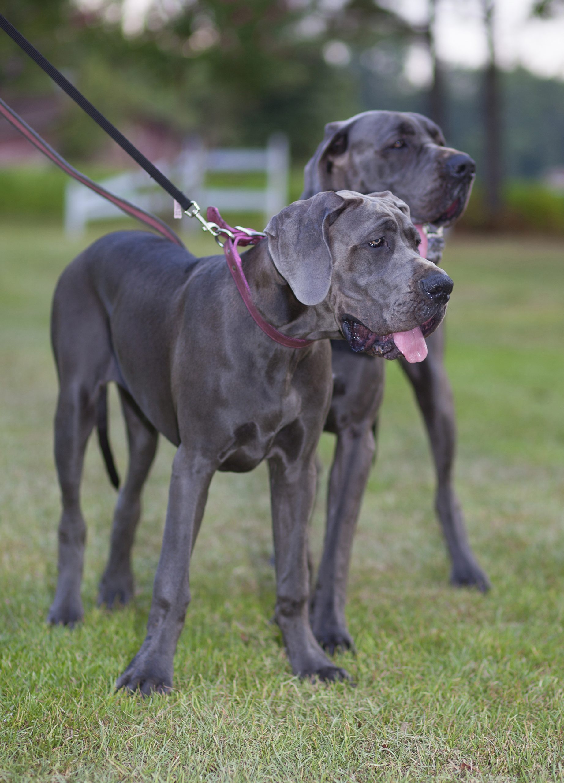 Blue Mastiff: Everything We Love About these Gentle Giants