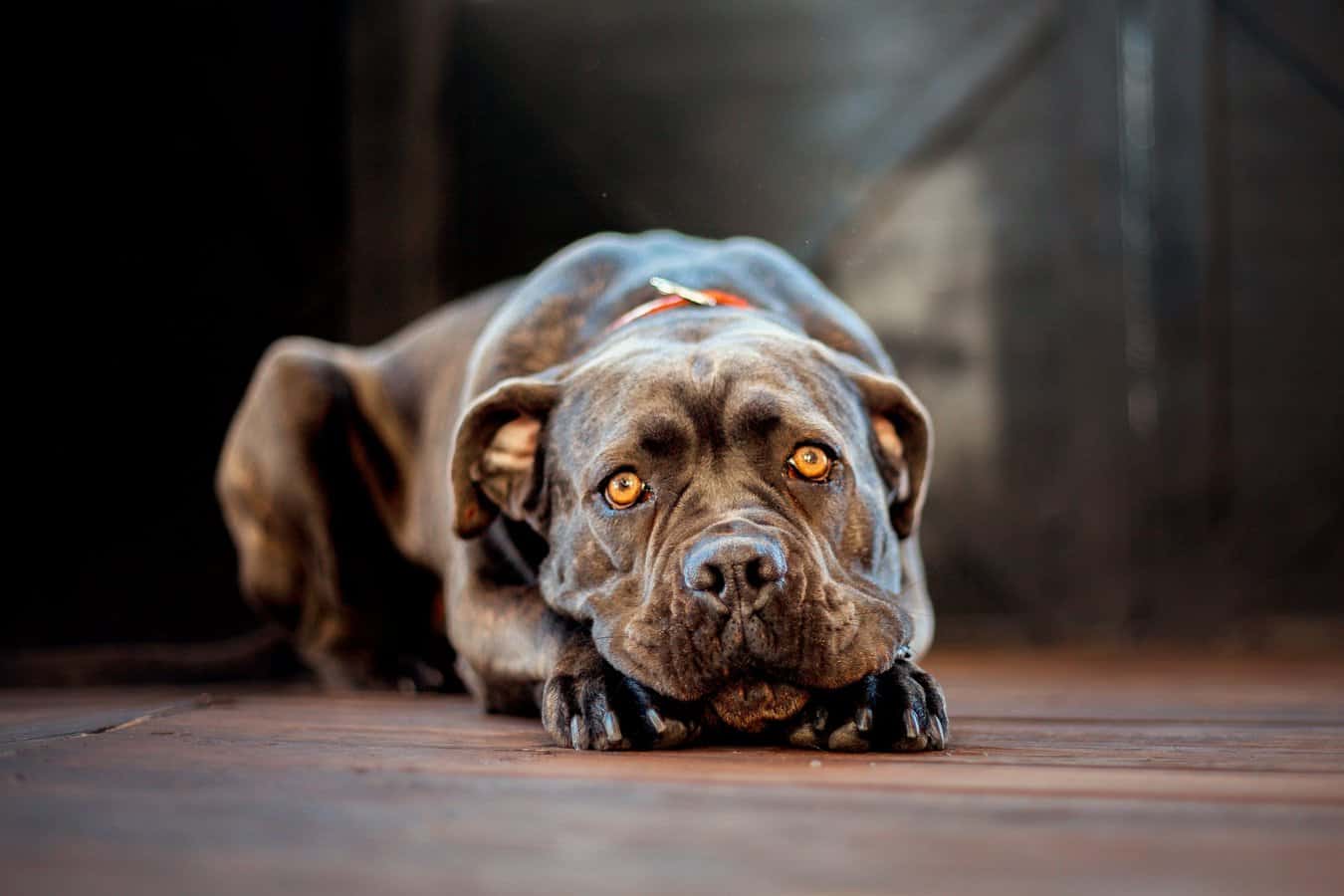 Blue Mastiff: Everything We Love About these Gentle Giants