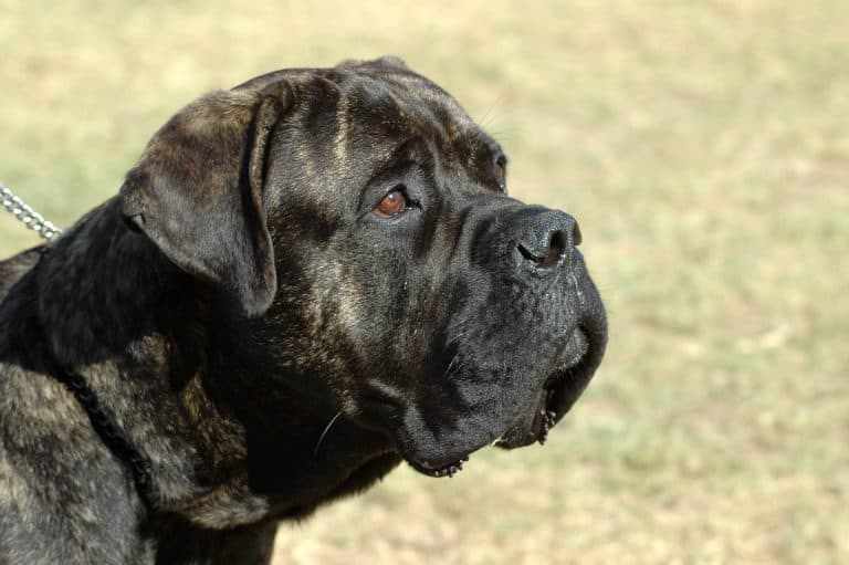 Blue Mastiff: Everything We Love About these Gentle Giants