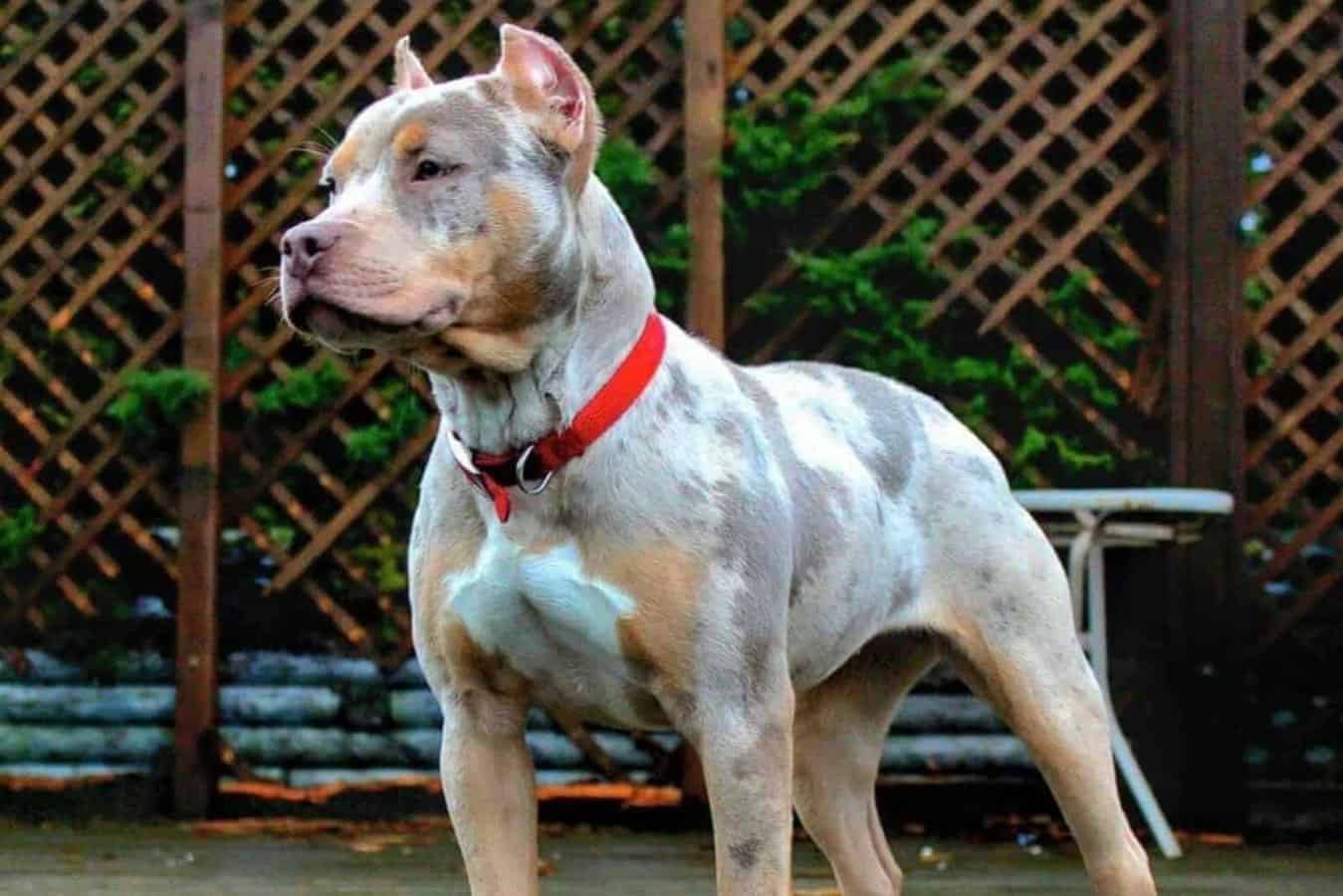 Lilac Pitbull: 8 Stunning Color Variations - BarkStory