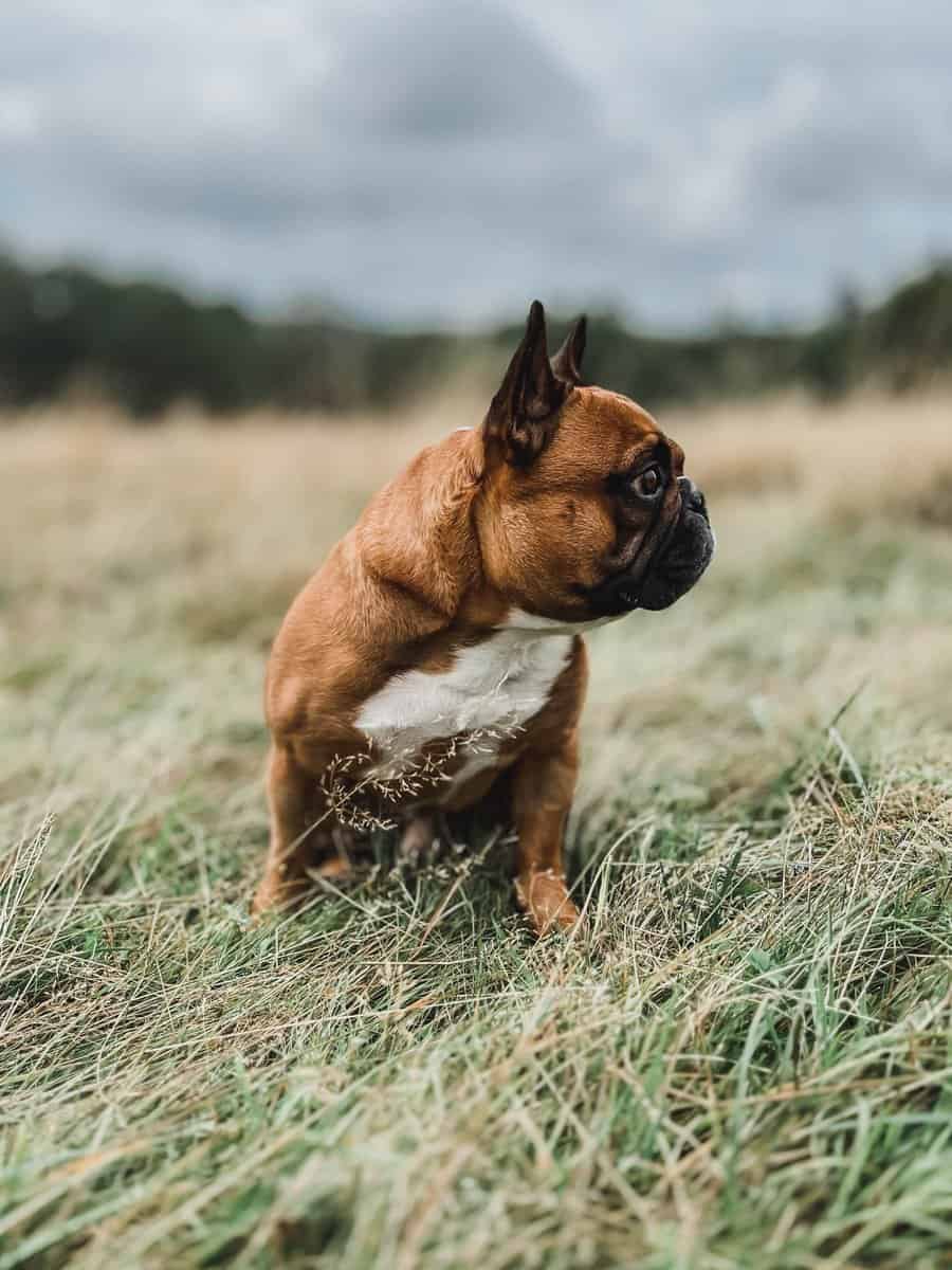 Brown French Bulldogs - 17 Must See Color and Mix Breed Variations