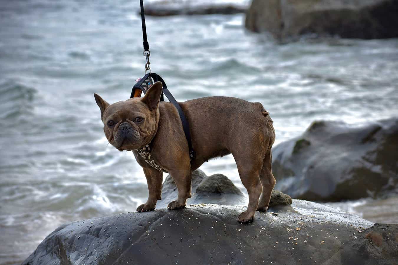 Brown French Bulldogs - 17 Must See Color and Mix Breed Variations