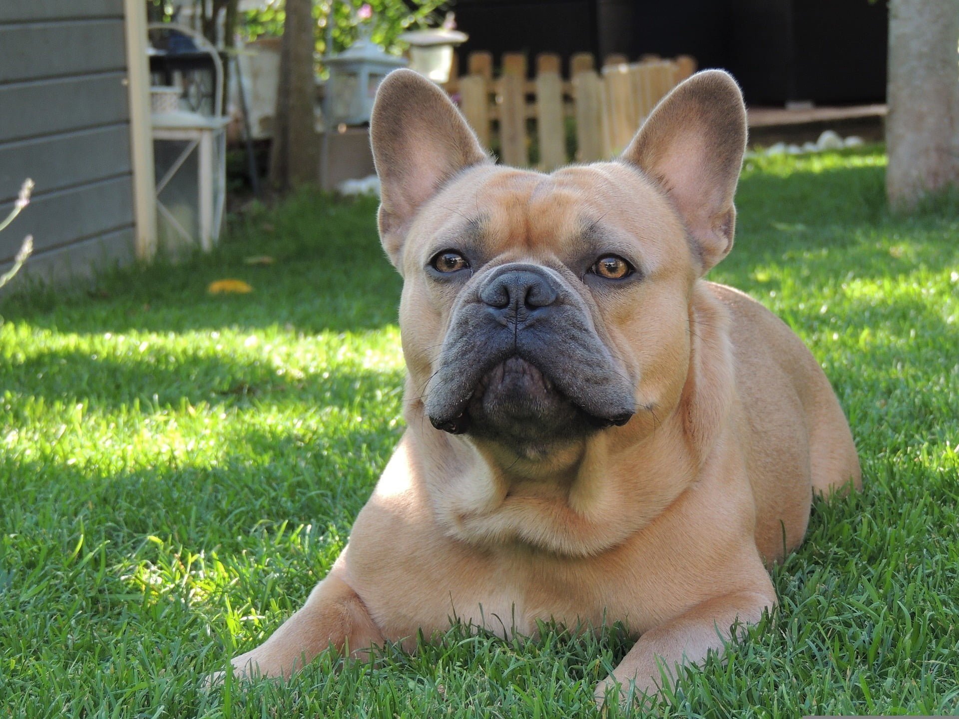 Brown French Bulldogs - 17 Must See Color and Mix Breed Variations