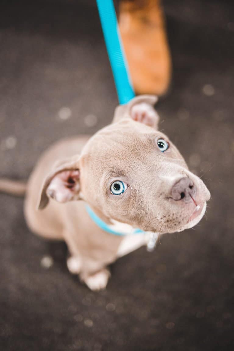 Lilac Pitbull: 8 Stunning Color Variations - BarkStory