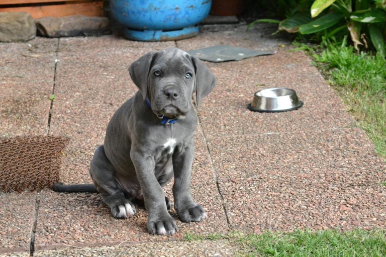 Blue Mastiff: Everything We Love About these Gentle Giants