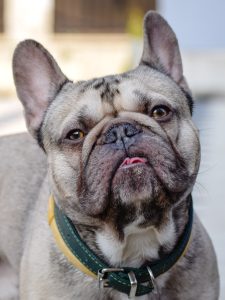 Brown French Bulldogs - 17 Must See Color and Mix Breed Variations