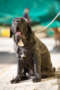 Blue Mastiff: Everything We Love About these Gentle Giants
