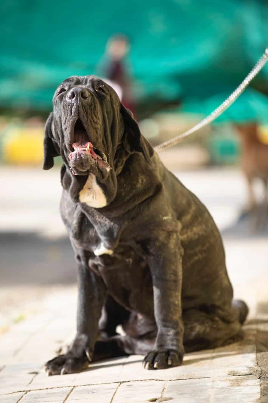 Blue Mastiff: Everything We Love About these Gentle Giants