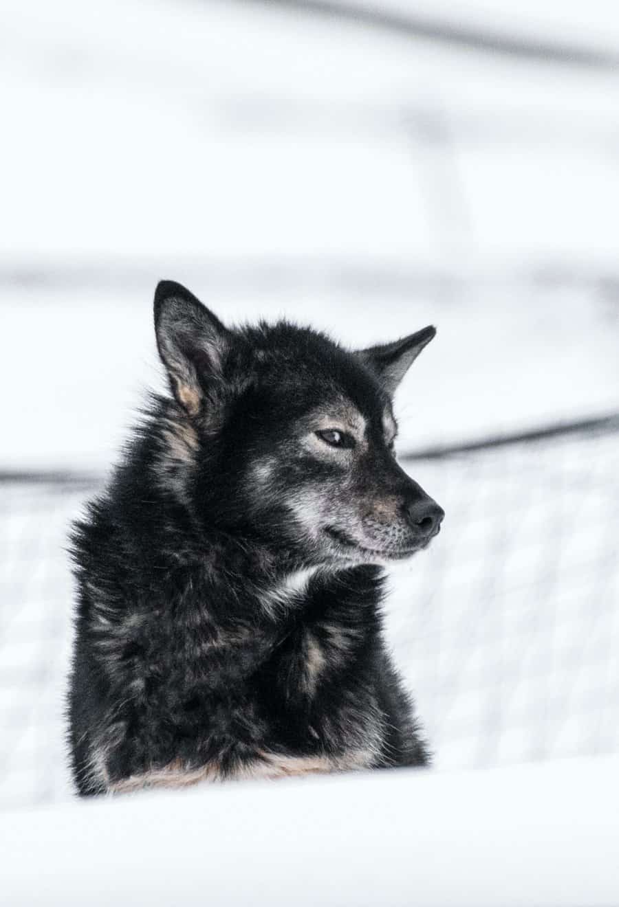 Chocolate Husky: You'd Fall in Love with This Sweet Stunner!