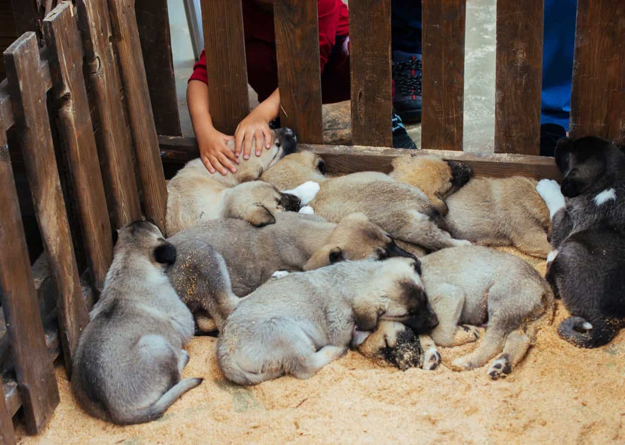 From Bark to Bank: How Much Are Kangal Puppies Worth? – BarkStory