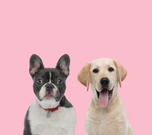 The French Bulldog Labrador Mix: Everything to Love