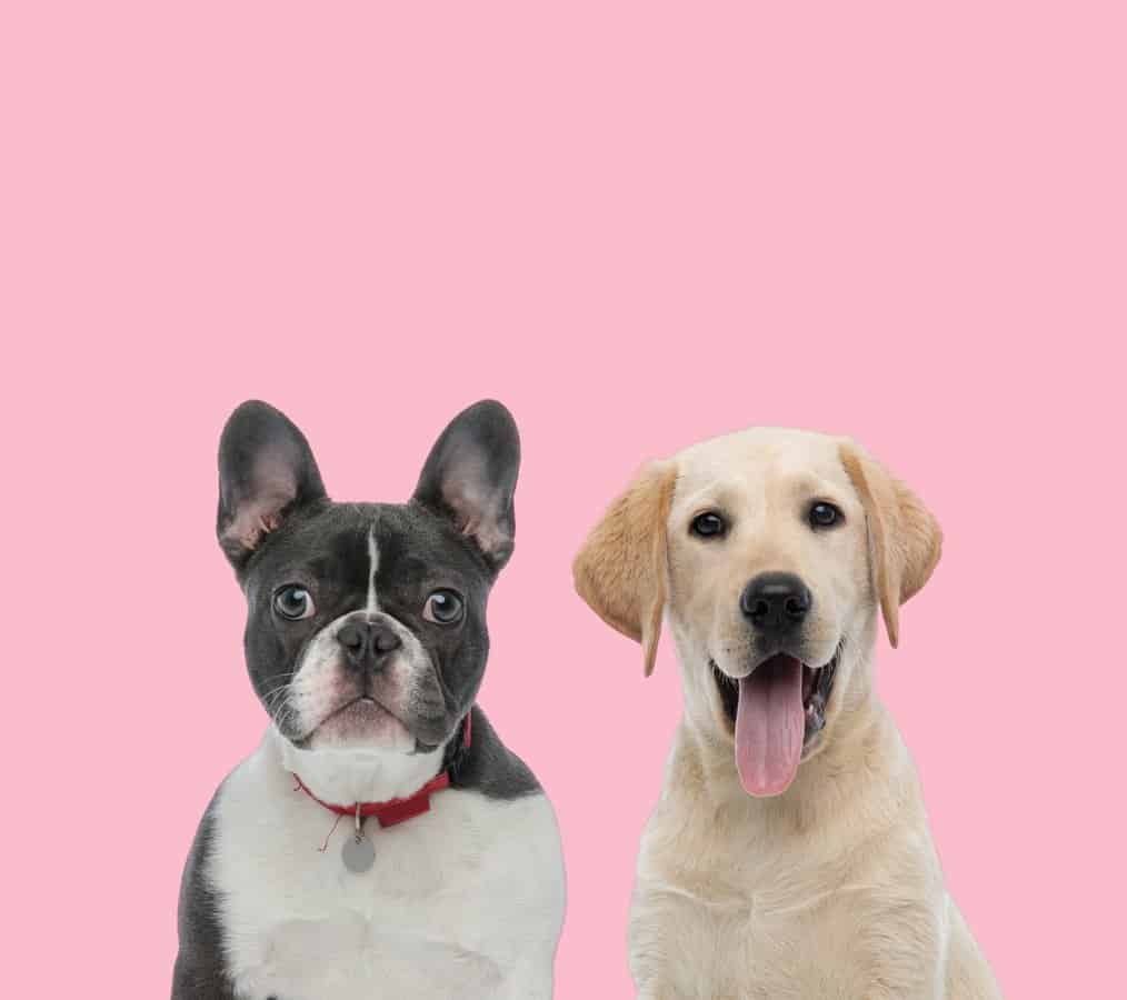 The French Bulldog Labrador Mix: Everything to Love