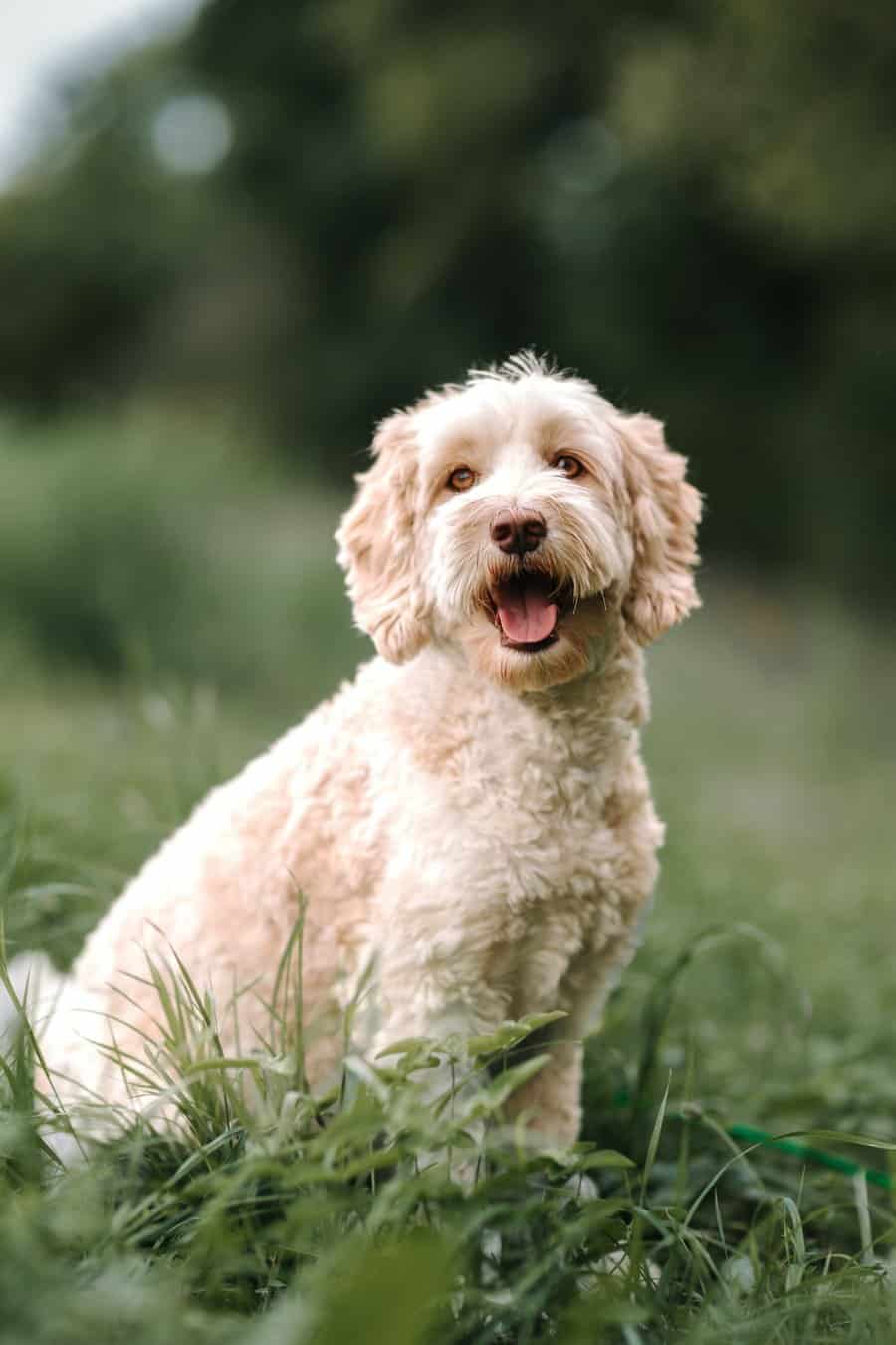 What is an F1 Labradoodle? Exploring This Awesome Hybrid