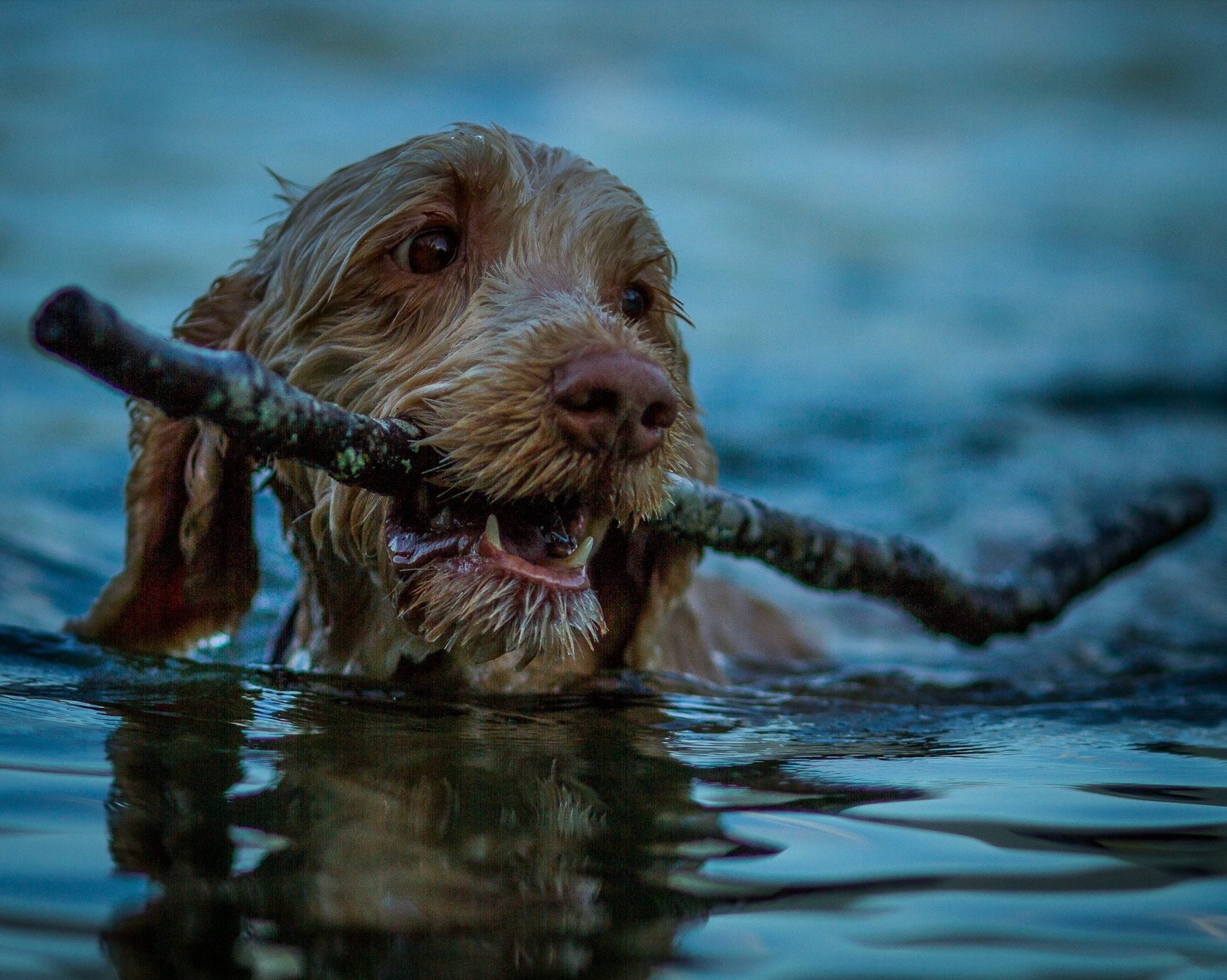 What is an F1 Labradoodle? Exploring This Awesome Hybrid