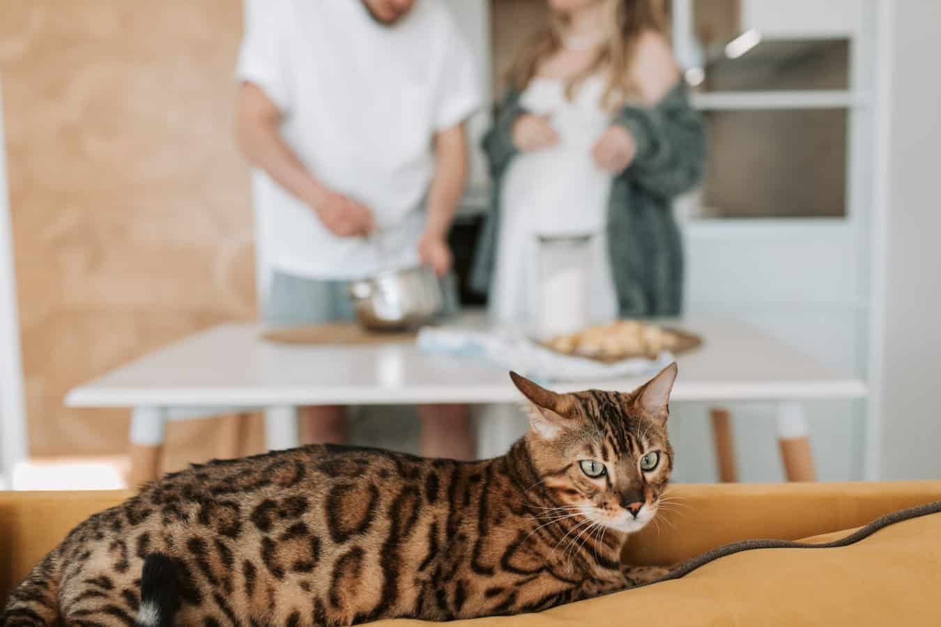 How Much Does a Bengal Cat Cost? The Cost of a Furry Beauty