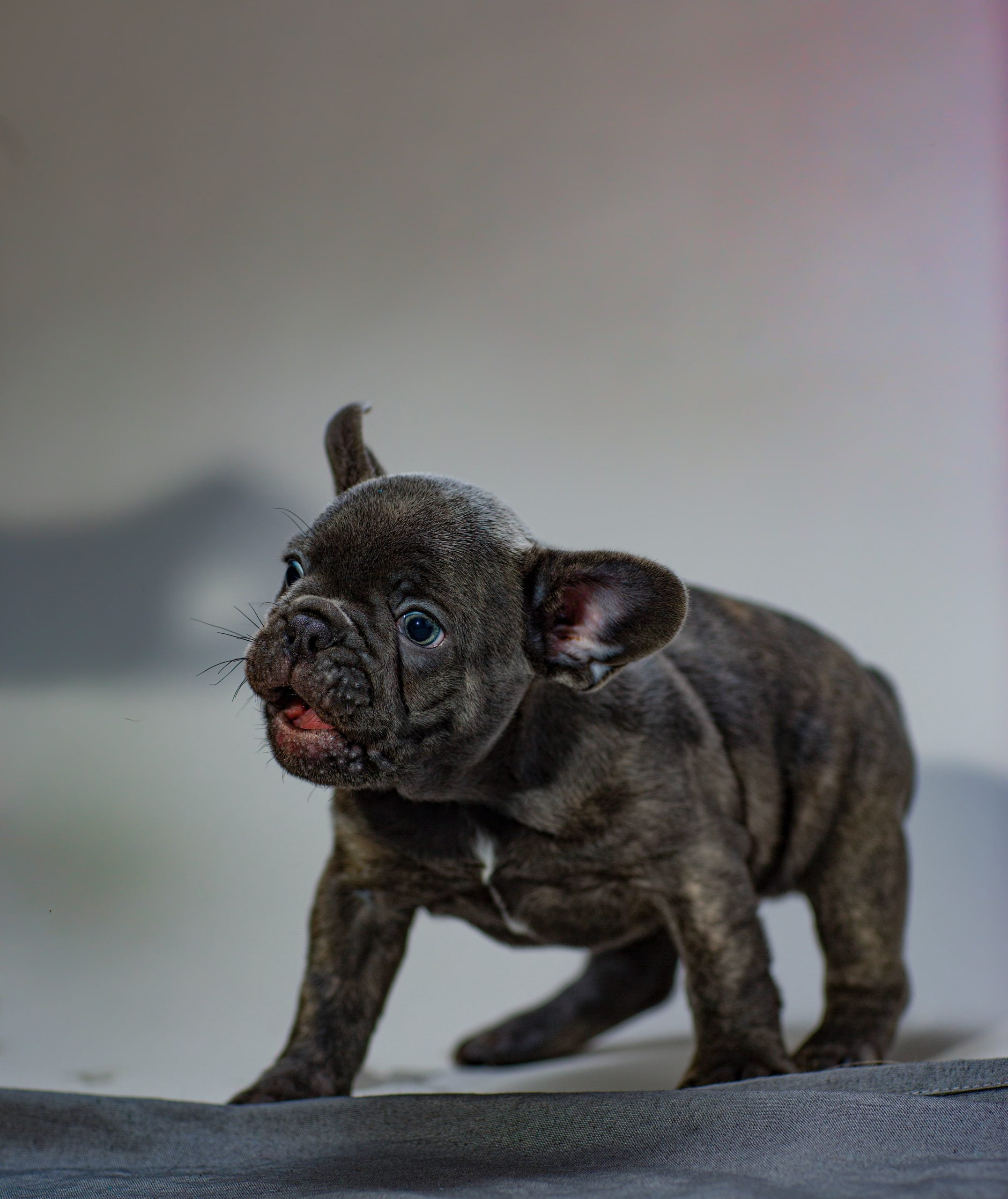 What is IVDD in French Bulldogs? Causes, Symptoms, and Treatment