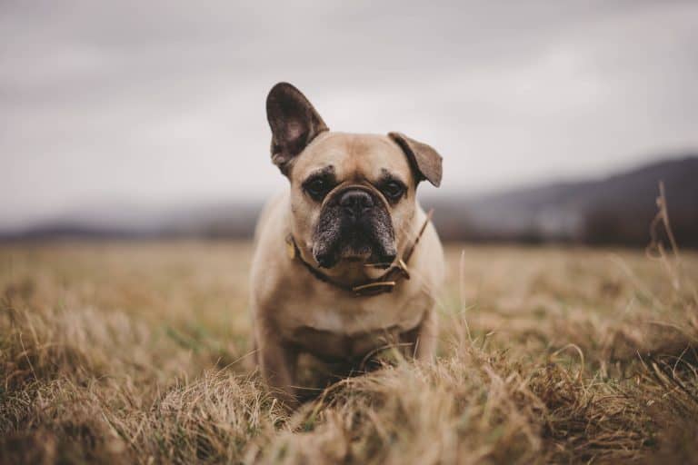 The Complete Guide on How To Treat Cherry Eye in French Bulldogs