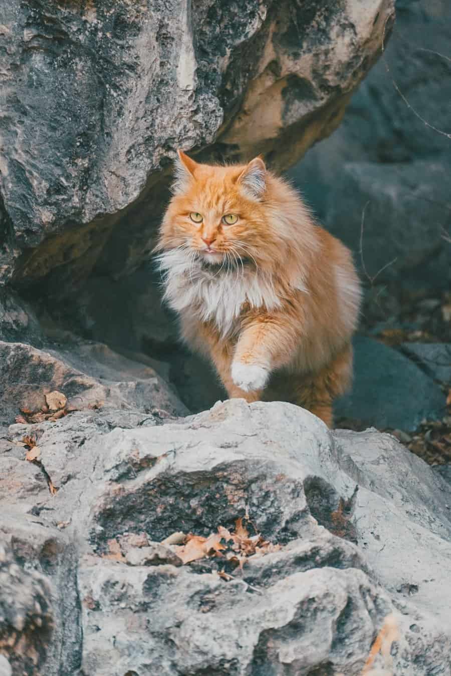 7 Absolutely Enchanting Maine Coon Mix Characteristics