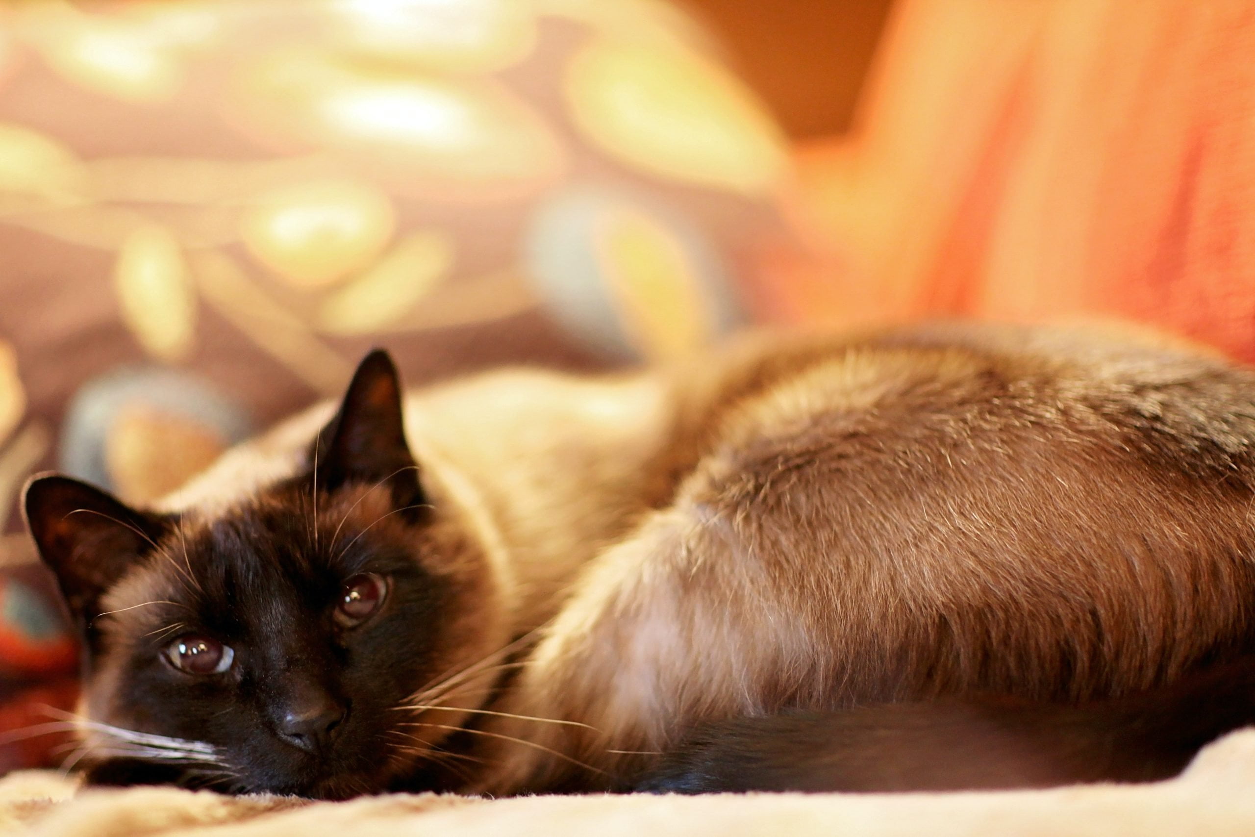 Siamese Cat Prices: Understanding Their Priceless Charm