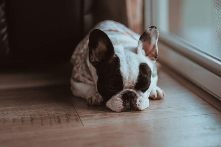 What is IVDD in French Bulldogs? Causes, Symptoms, and Treatment