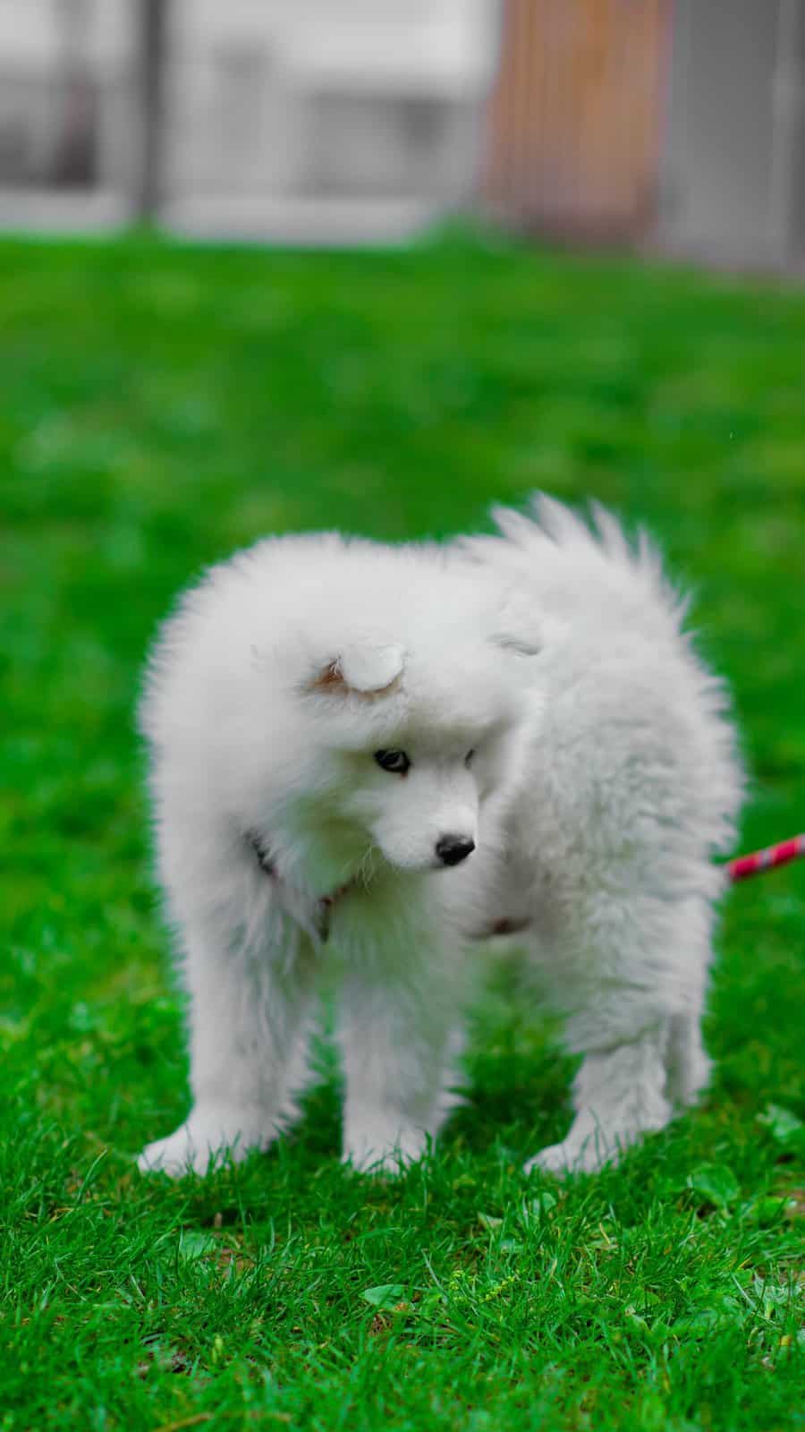 How Much is a Samoyed Puppy? Breaking Down the Costs