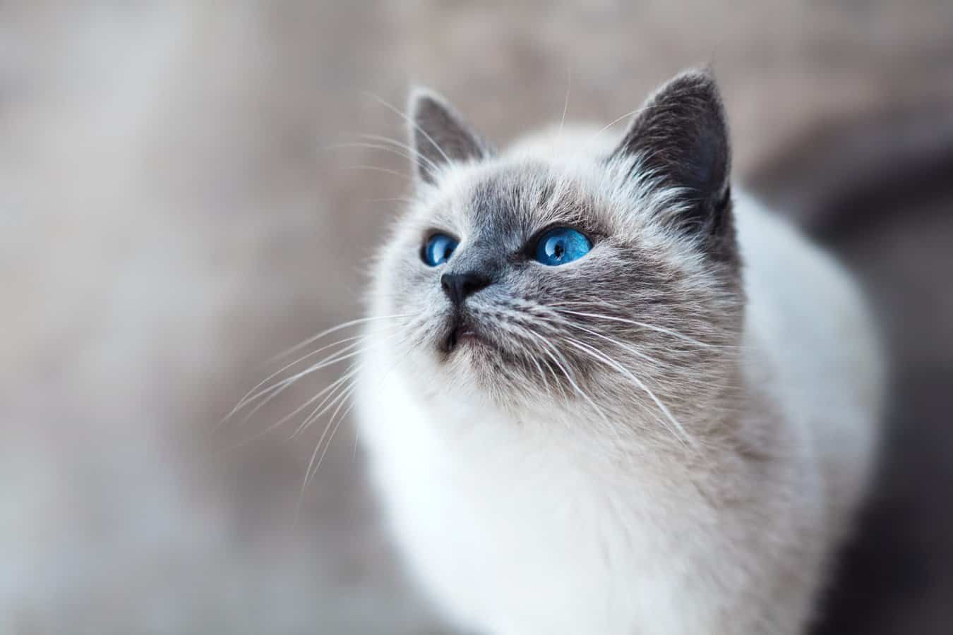 Enchanting Silver Point Siamese Cats: 10 Things to Love