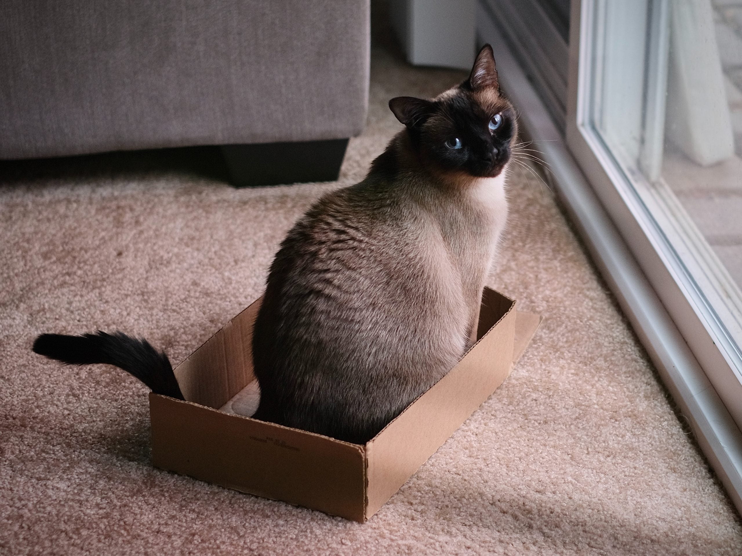 Siamese Cat Prices: Understanding Their Priceless Charm