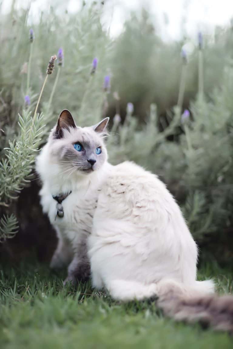 Enchanting Silver Point Siamese Cats: 10 Things to Love