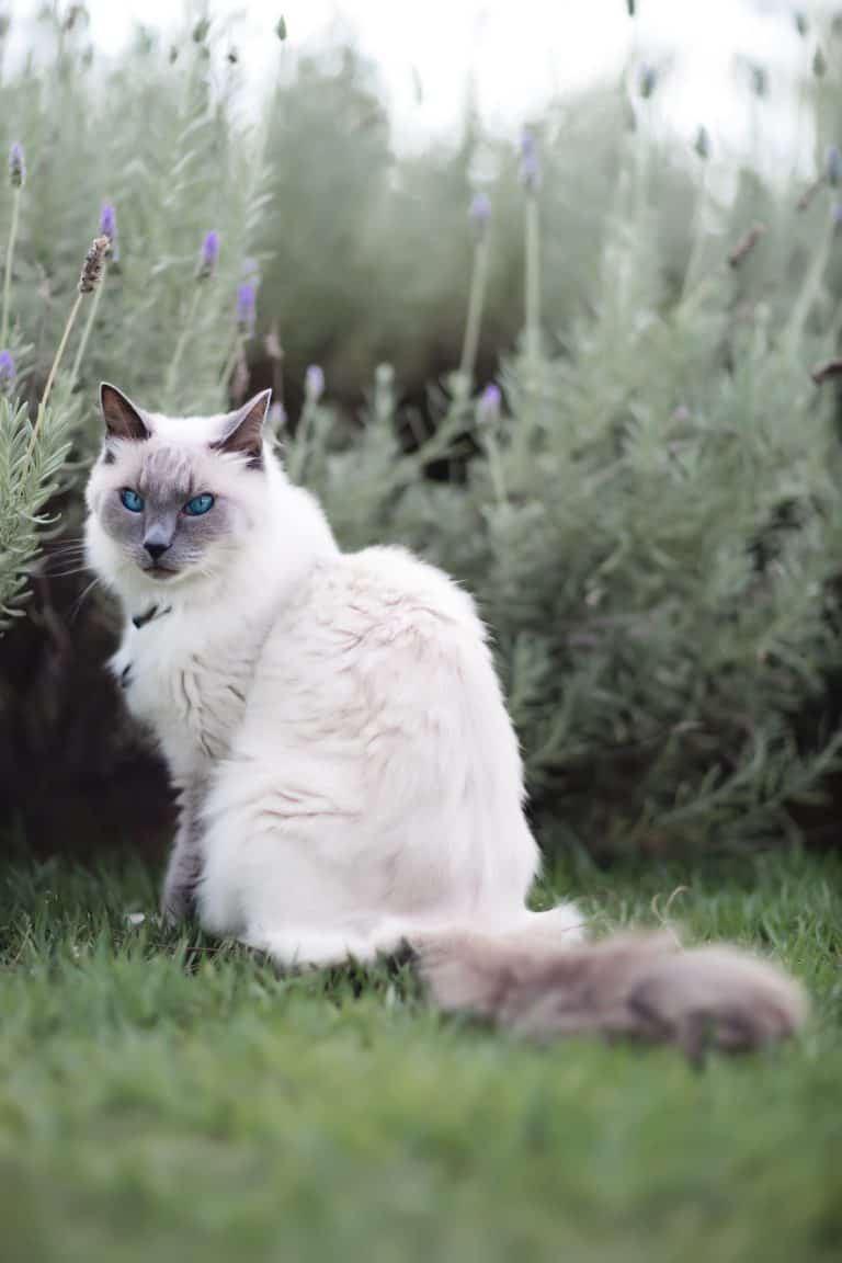 Siamese Cat Prices: Understanding Their Priceless Charm