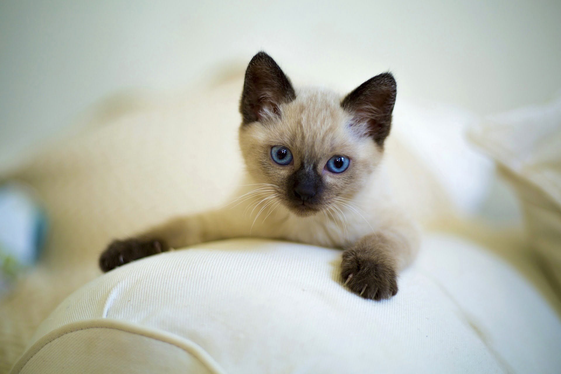 Siamese Cat Prices: Understanding Their Priceless Charm