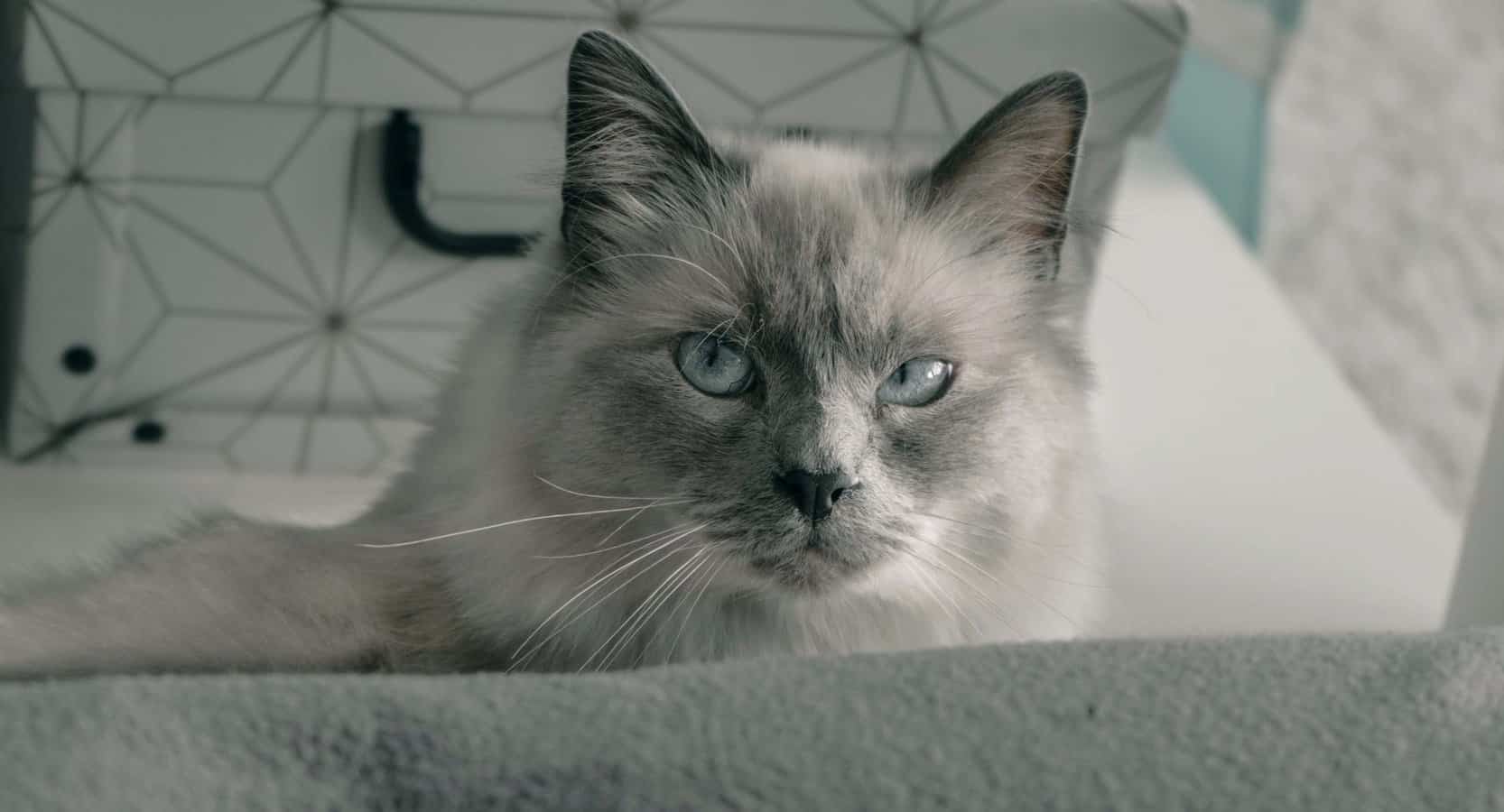 Enchanting Silver Point Siamese Cats: 10 Things to Love
