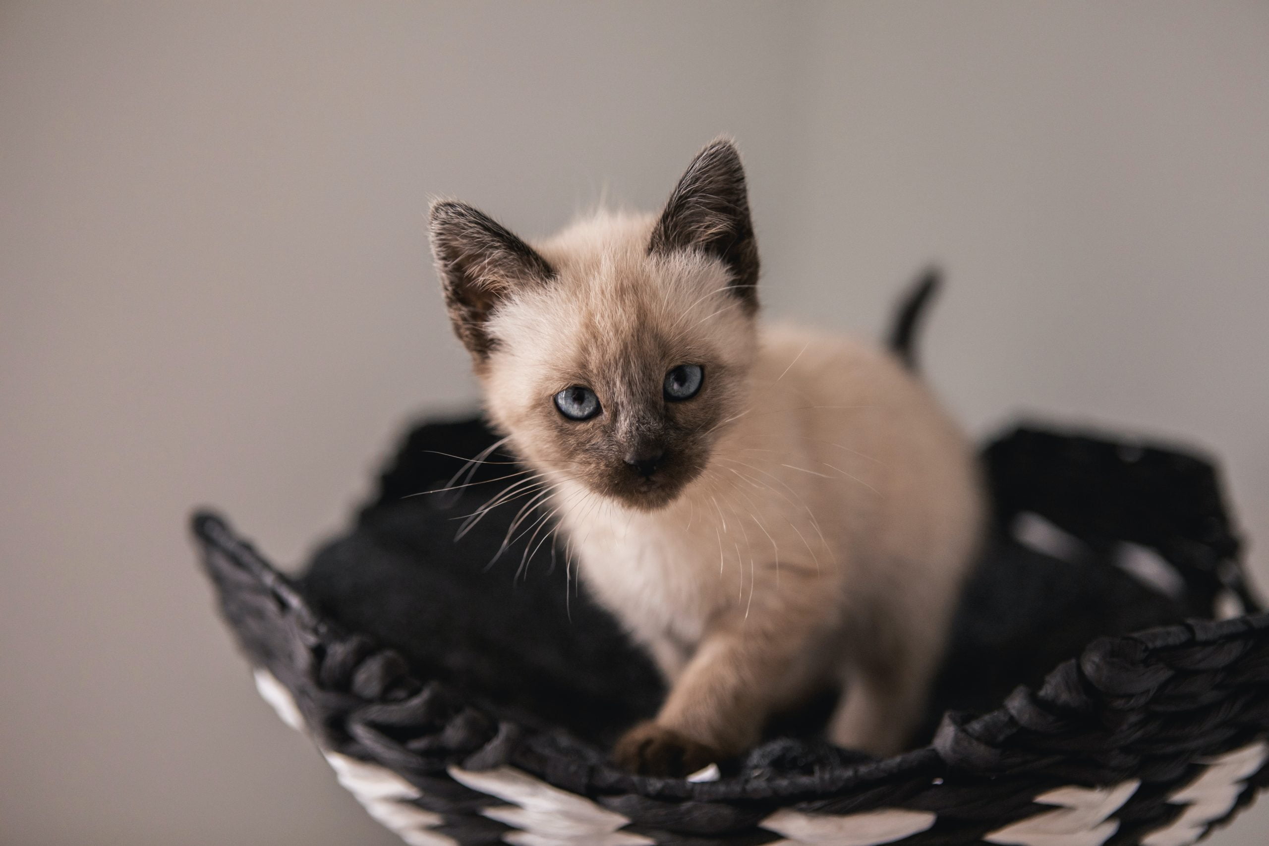 Siamese Cat Prices: Understanding Their Priceless Charm