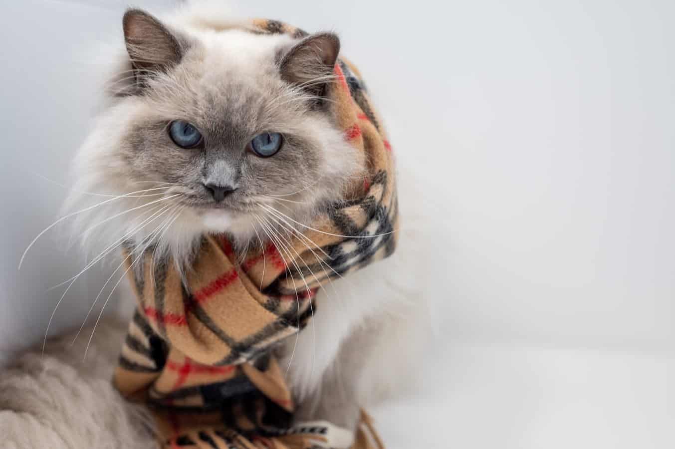 Enchanting Silver Point Siamese Cats: 10 Things to Love