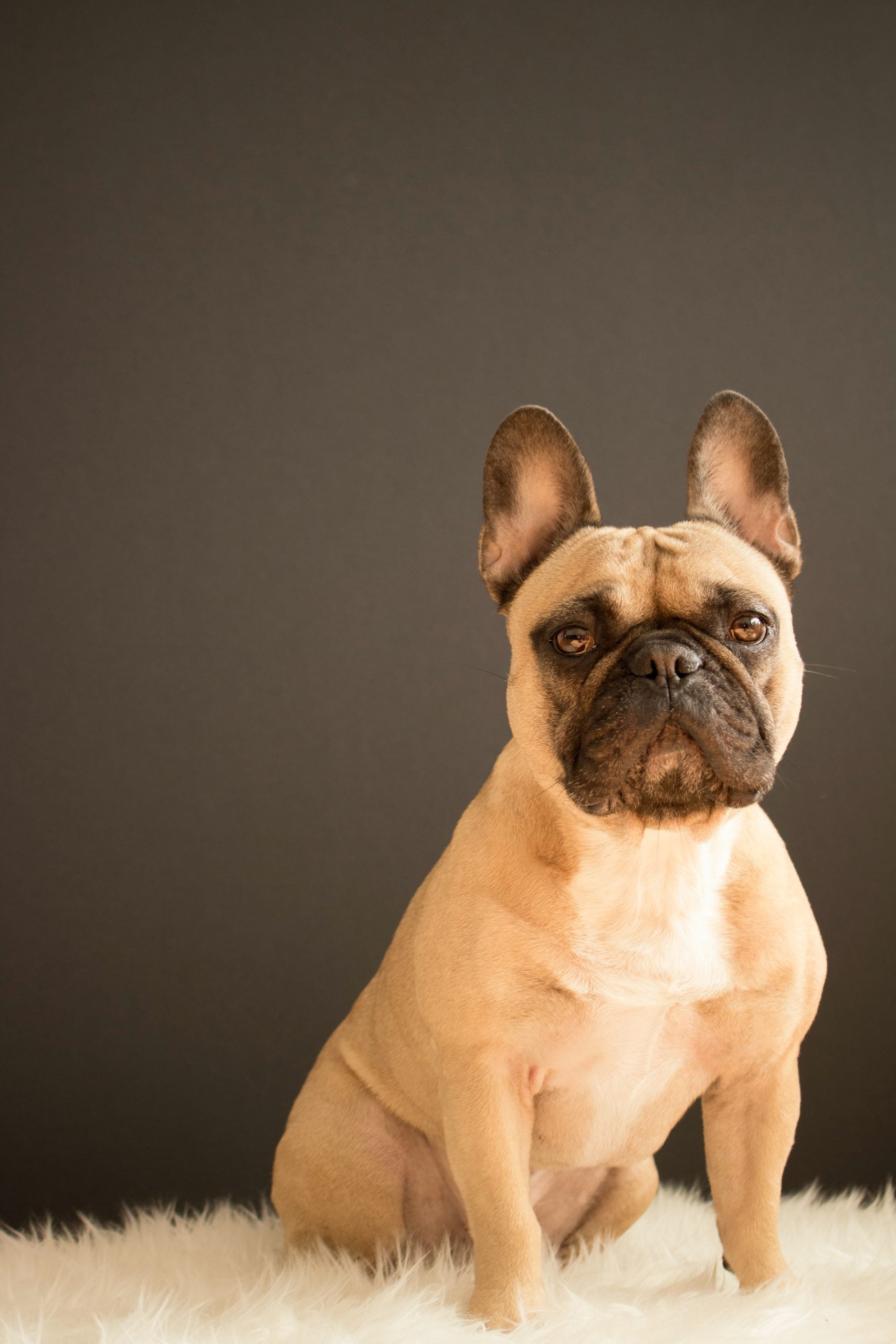 Tri French Bulldog: The Ultimate Guide to This Charming Coat