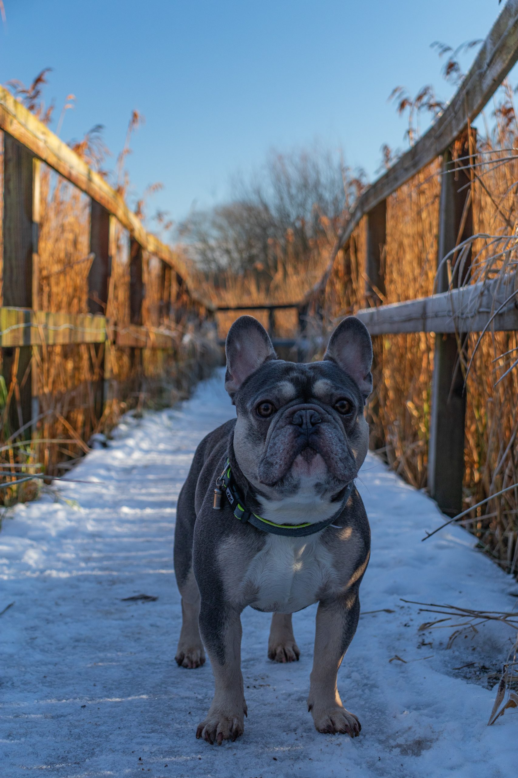 Tri French Bulldog: The Ultimate Guide to This Charming Coat