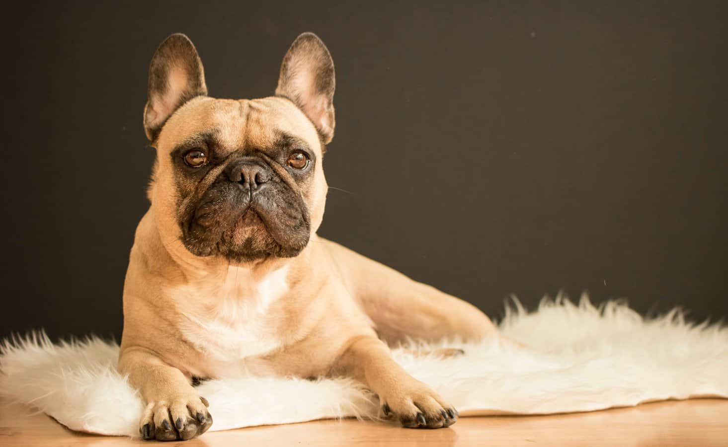 Tri French Bulldog: The Ultimate Guide to This Charming Coat