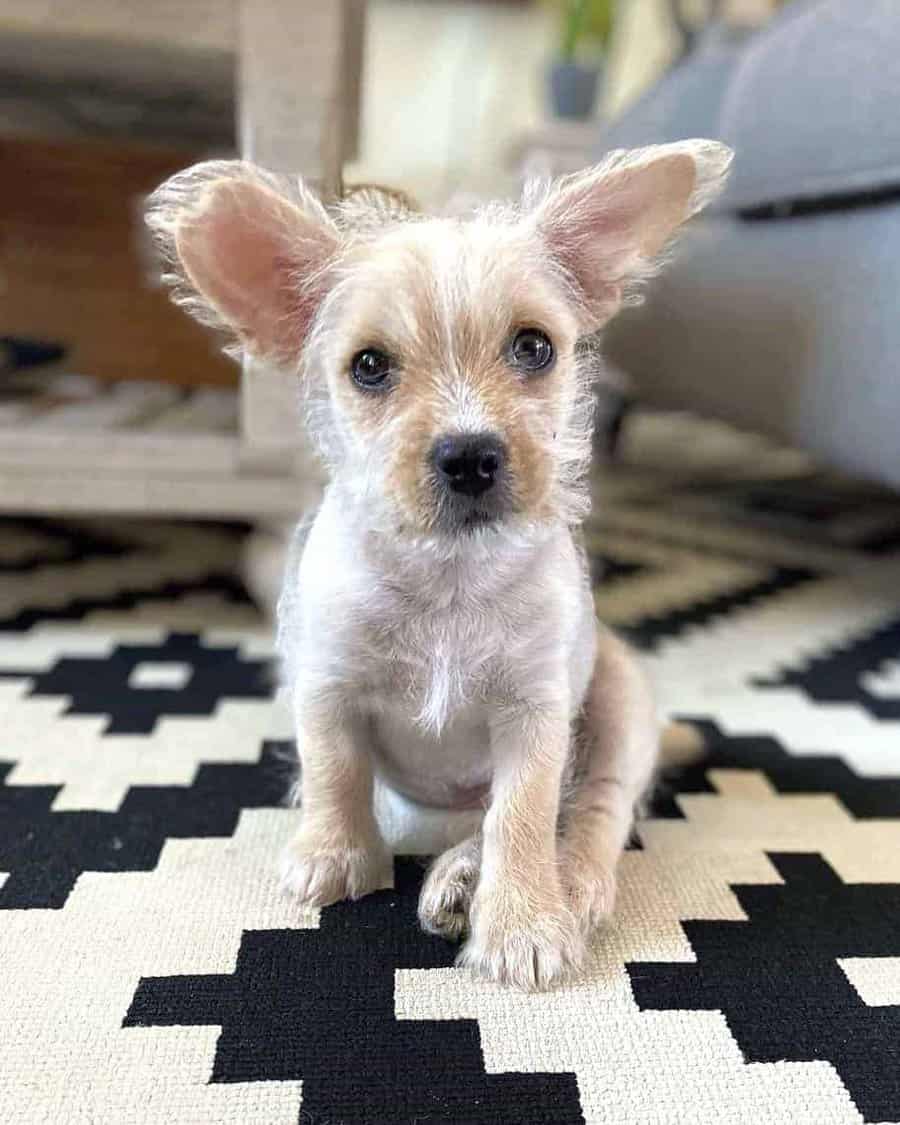 French Bulldog Maltese Mix: A Perfect Companion for Any Family