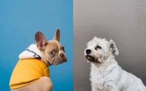 BarkStory - Amazing dog and pup stories!
