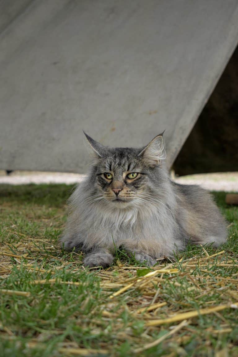 7 Absolutely Enchanting Maine Coon Mix Characteristics