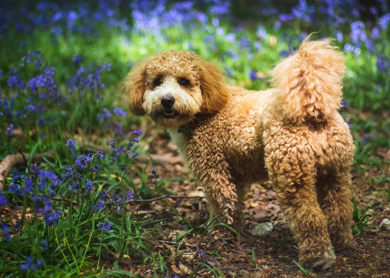 Do Cavapoo Puppies Shed? Unveiling the Hybrid's Coating Secret