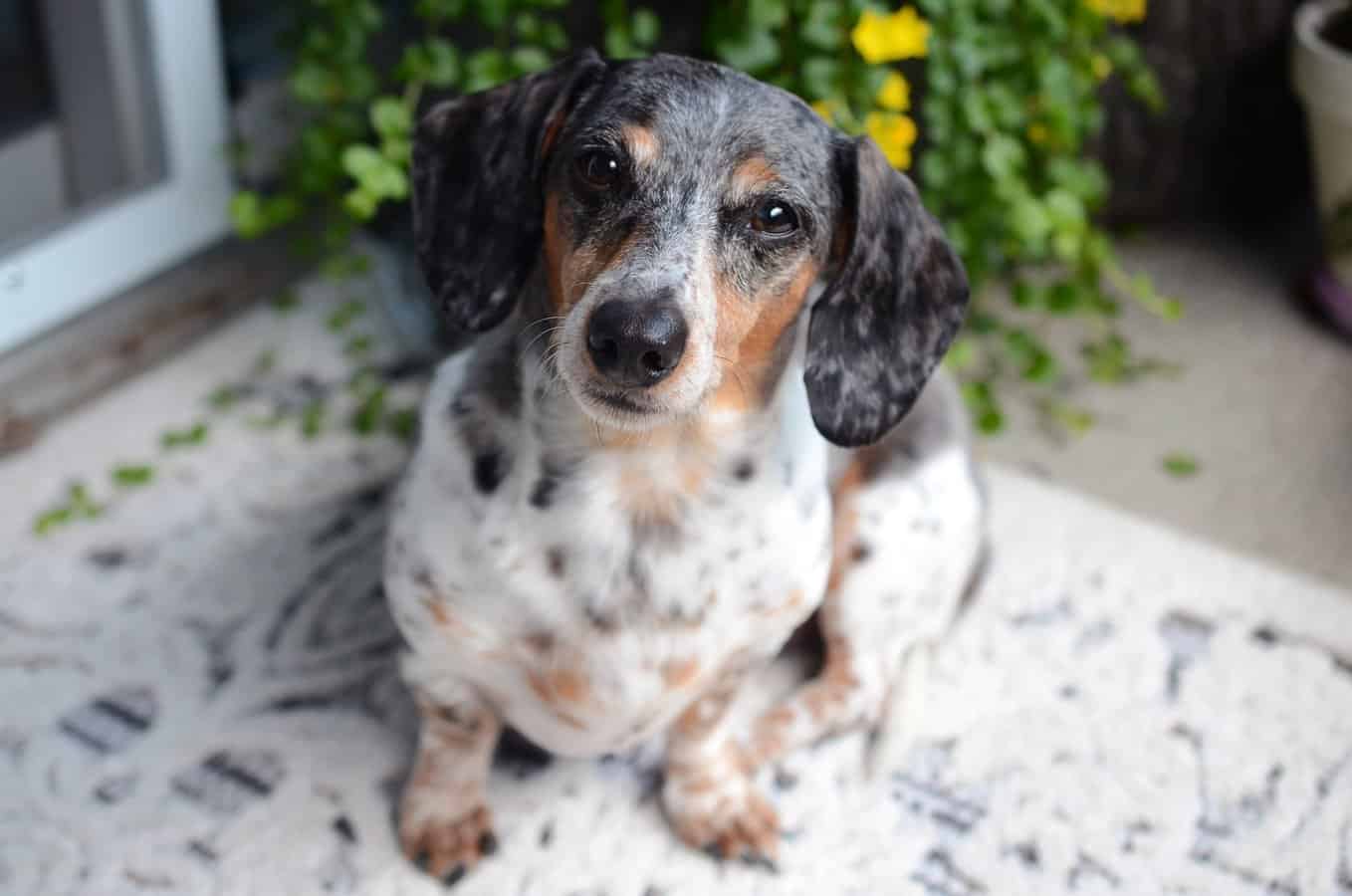How Much are Dapple Dachshund Puppies? The Price of These Spotted ...