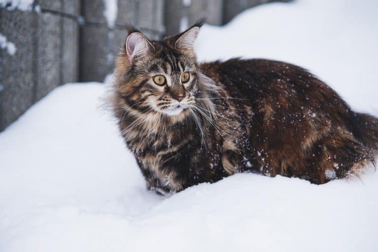 What Color are Maine Coon Cats? Unique and Striking Variations