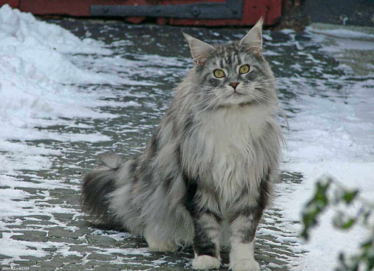 7 Absolutely Enchanting Maine Coon Mix Characteristics