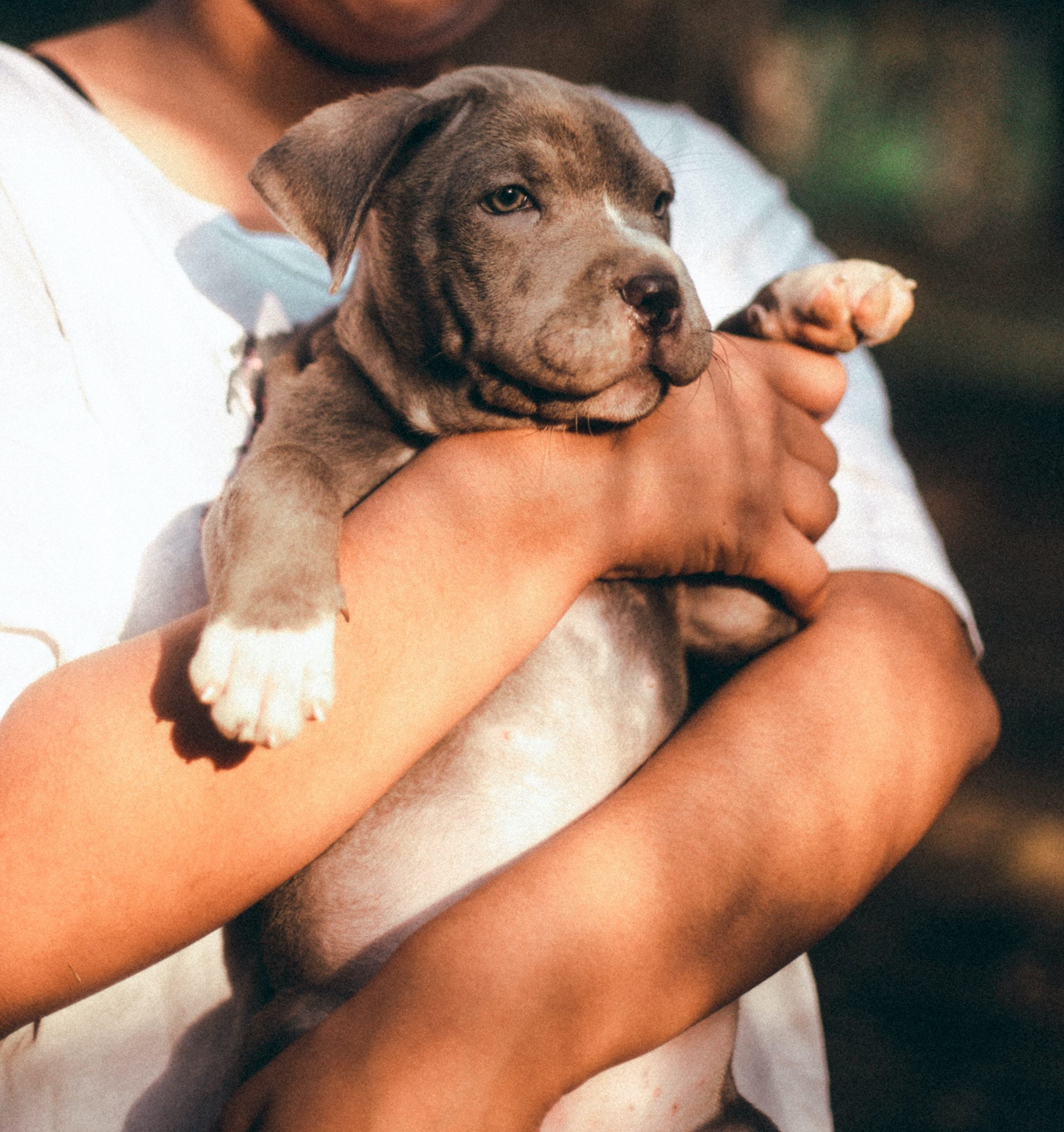 From Tiny to Mighty: When Do Pitbull Puppies Stop Growing? – BarkStory