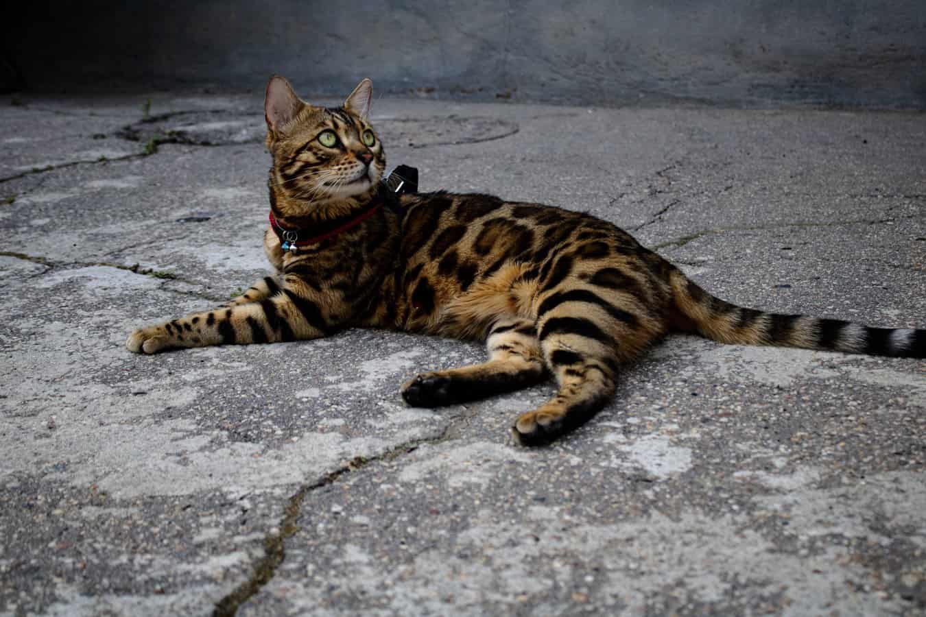 Savannah Cat Costs: The Expensive World of These Fierce Felines